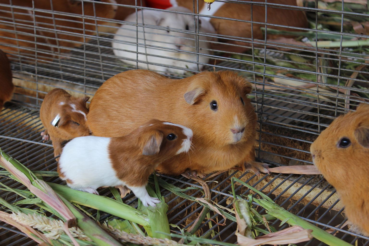 Día Nacional del Cuy: carne con menos grasa y nutritiva - Piura Empresarial