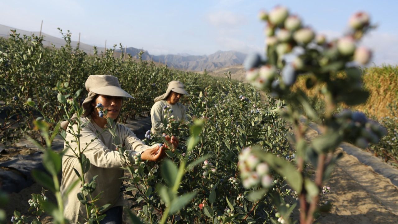 Productores agrarios del país crean área de sostenibilidad - Piura ...