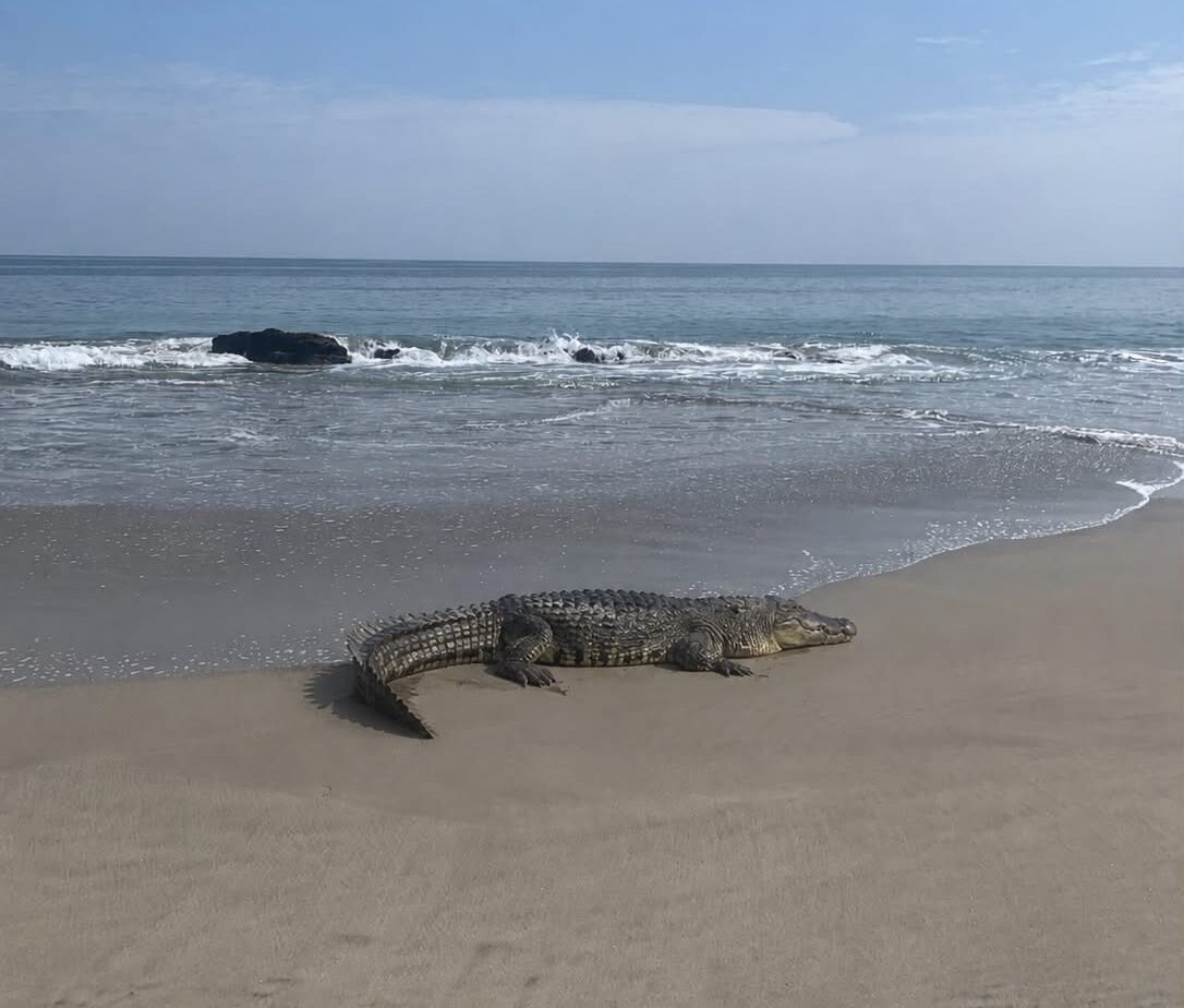 Piura: SERFOR monitorea y vigila presencia de un ejemplar de cocodrilo ...